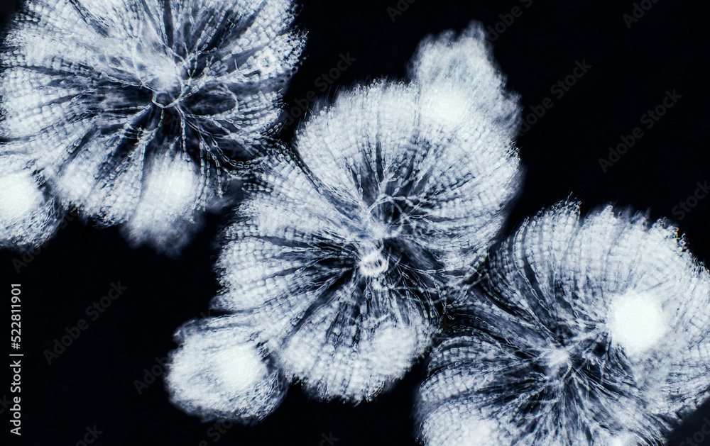 Algae under microscopic view, freshwater red algae on black background ...