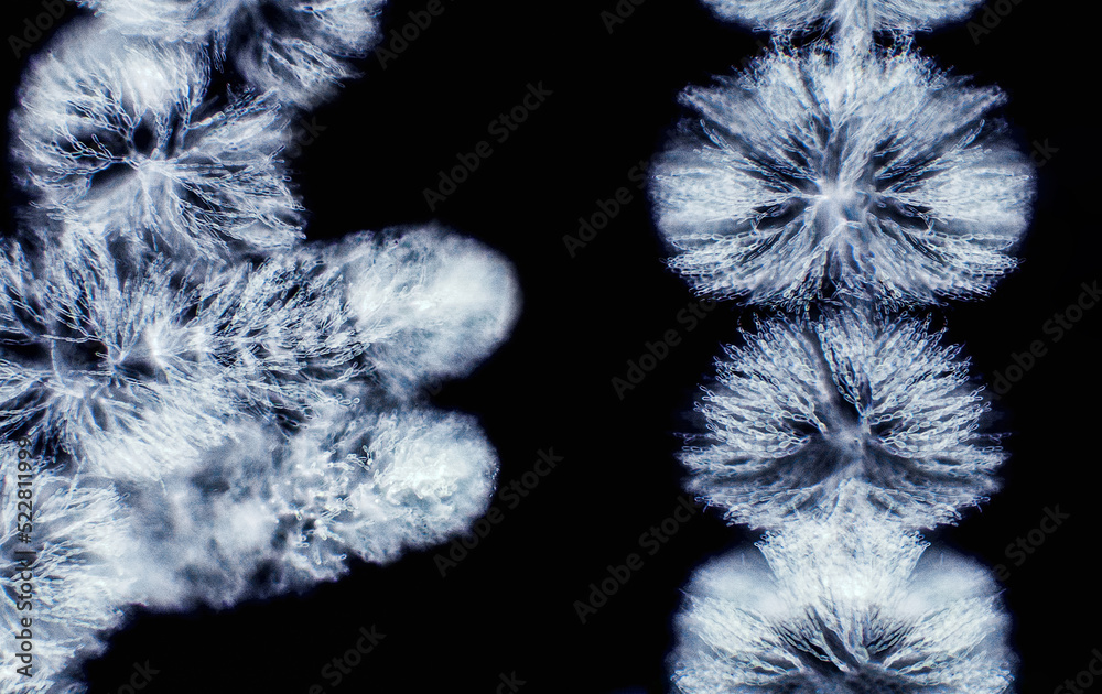 Algae under microscopic view, freshwater red algae on black background ...