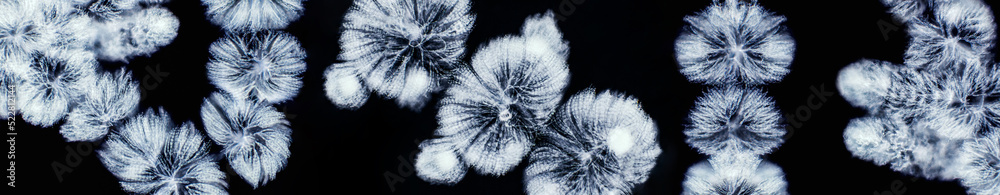 Algae under microscopic view, freshwater red algae on black background ...