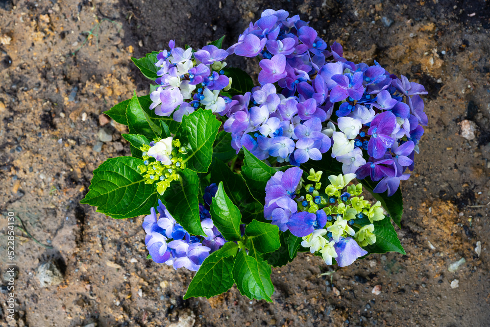 Light, dark, pale blue, purple Hydrangea macrophylla, bigleaf hydrangea ...
