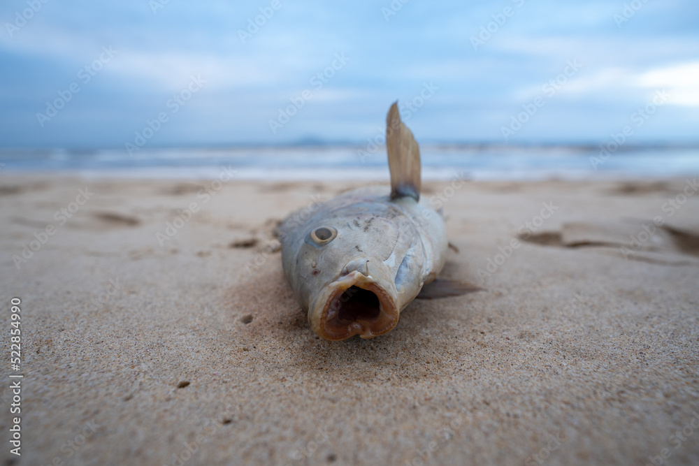 Close Up of a dead fish on the beach poisoned by the sweet water ...