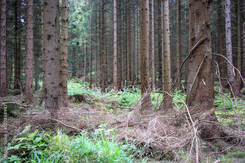 Harz, Wandern zum Brocken, Unterholz im Wald Stock Photo | Adobe Stock