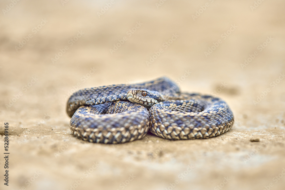 Meadow viper (Vipera ursinii moldavica) in natural habitat. This is one ...