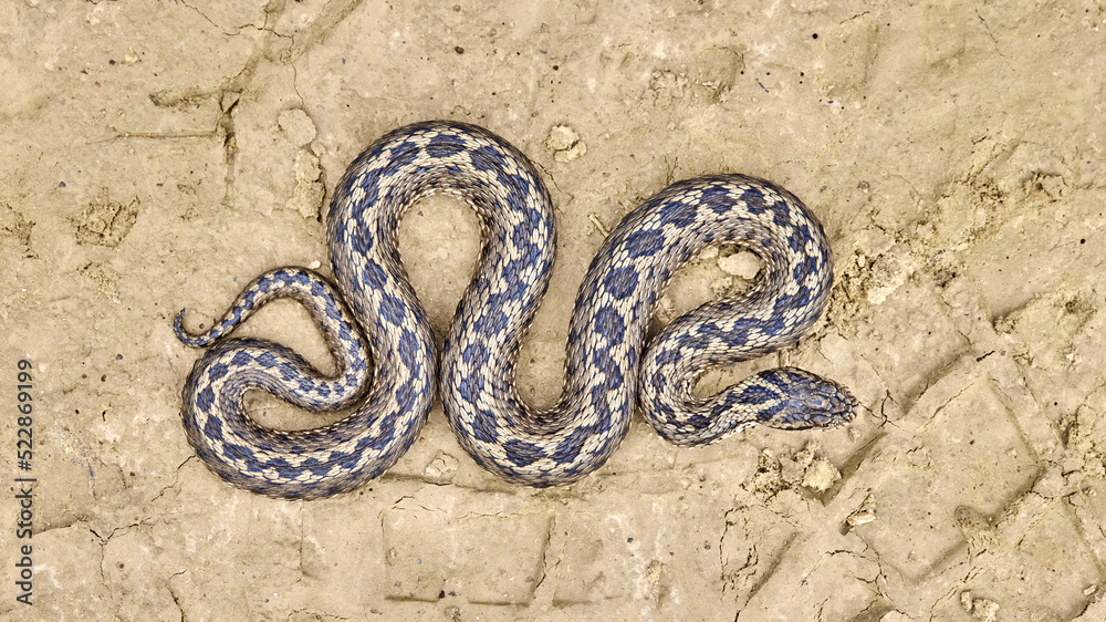 Meadow viper (Vipera ursinii moldavica) in natural habitat. This is one ...