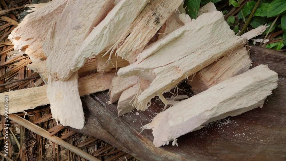 Sago tree pieces that are ready to be processed. This is in Papua and ...