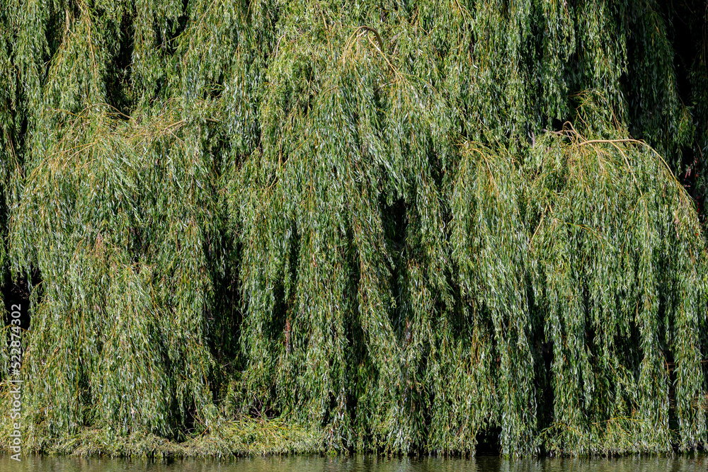 Selective focus green leaves of pendulous branchlets in summer, Salix ...