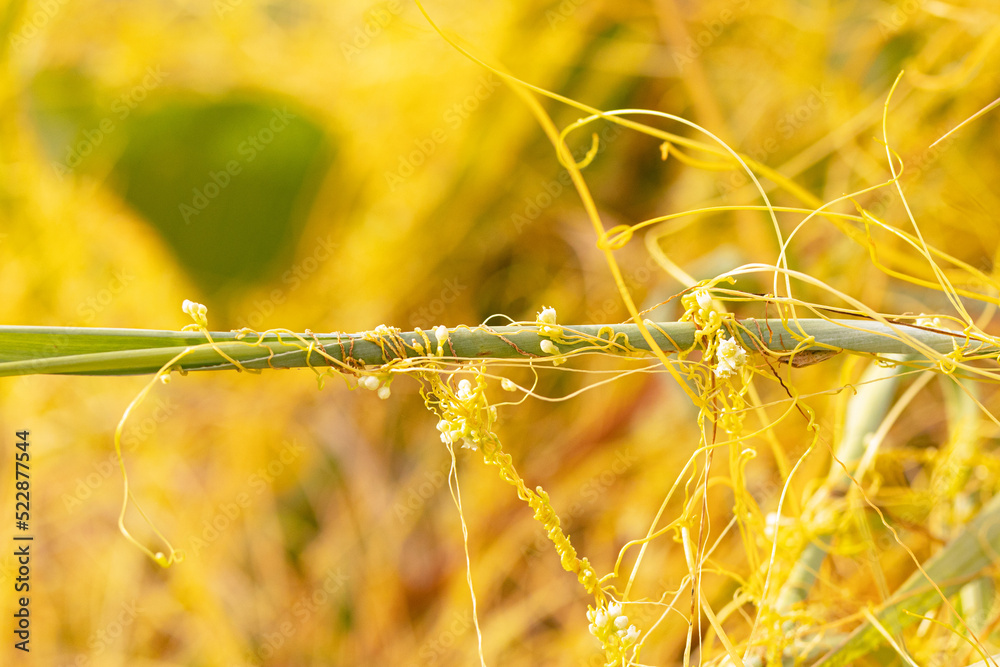 An orange parasitic plant called dodder (Cuscuta sp.), wrapped around ...