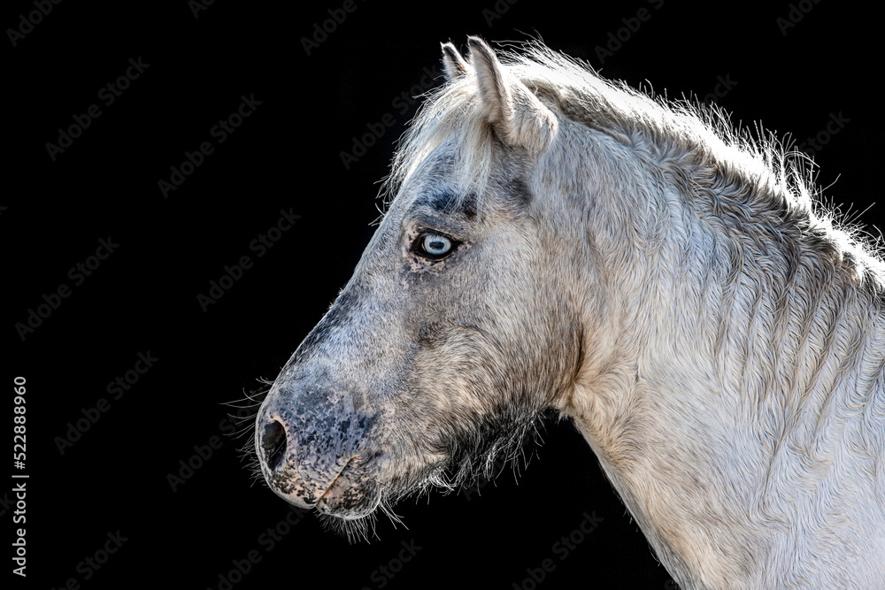 Head portrait of a white pretty shetland pony stallion with blue eyes ...