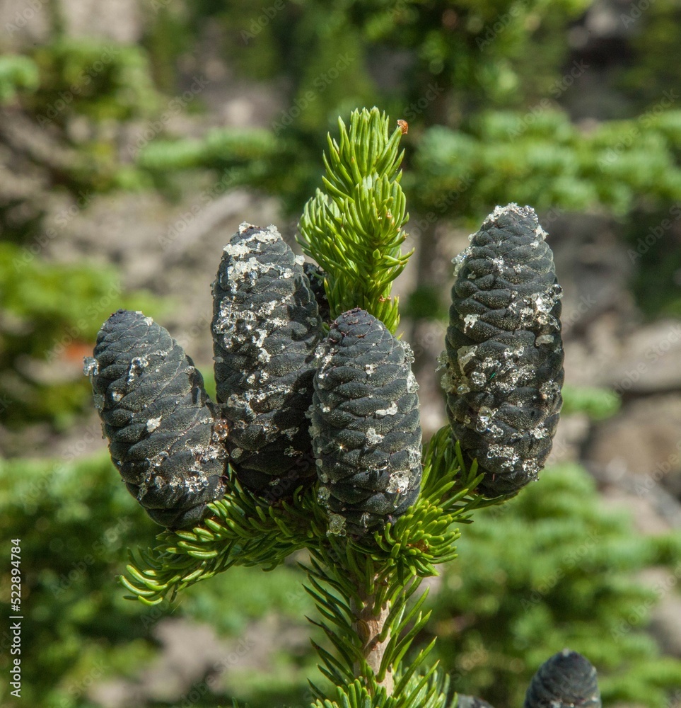 Subalpine Fir (Abies lasiocarpa) cones in Beartooth Mountains, Montana ...