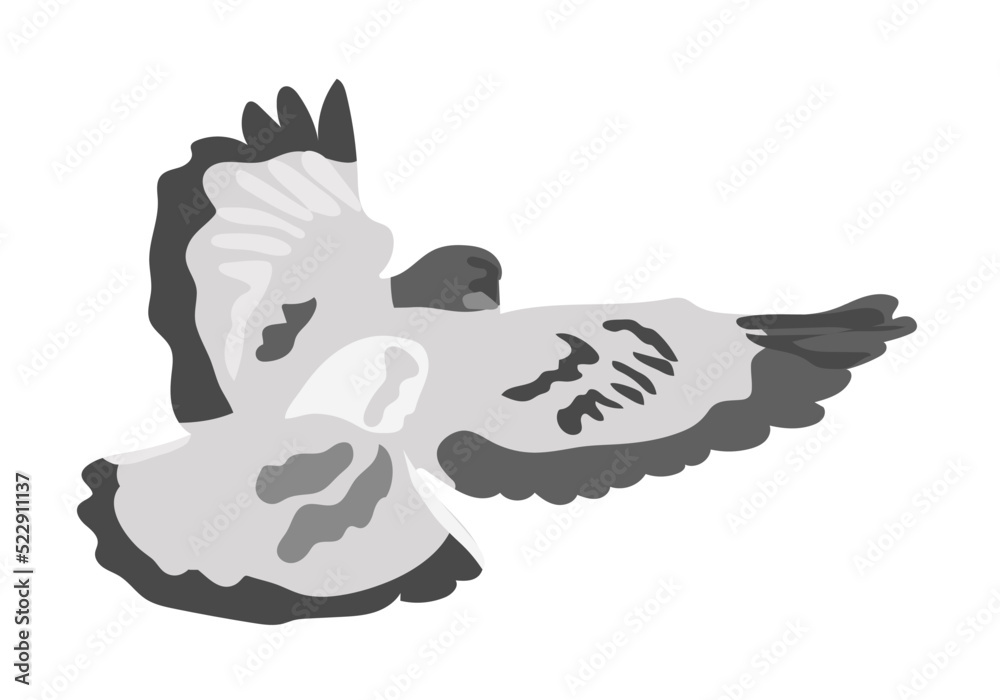 Flying gray dove isolated on white background. Grey bird in view from ...