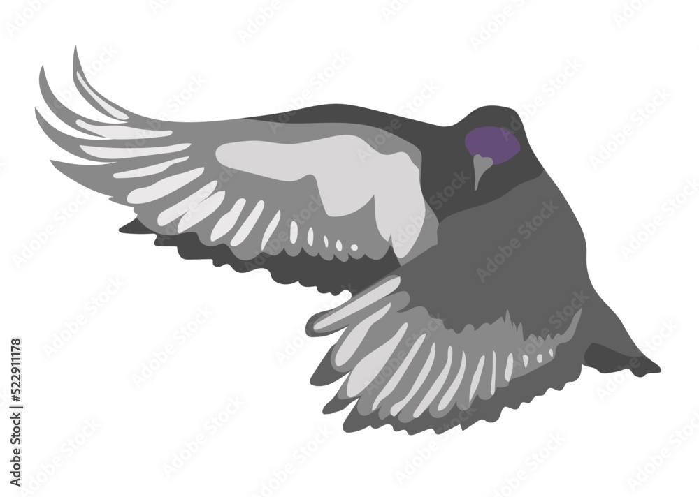 Flying gray dove isolated on white background. Grey bird in front view ...