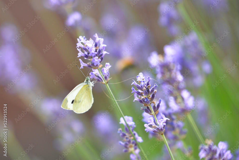 gros plan d'un papillon beige qui butine une fleur de lavande Stock ...