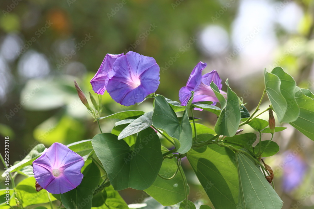 Foto de Ipomoea nil is a species of Ipomoea morning glory known by ...