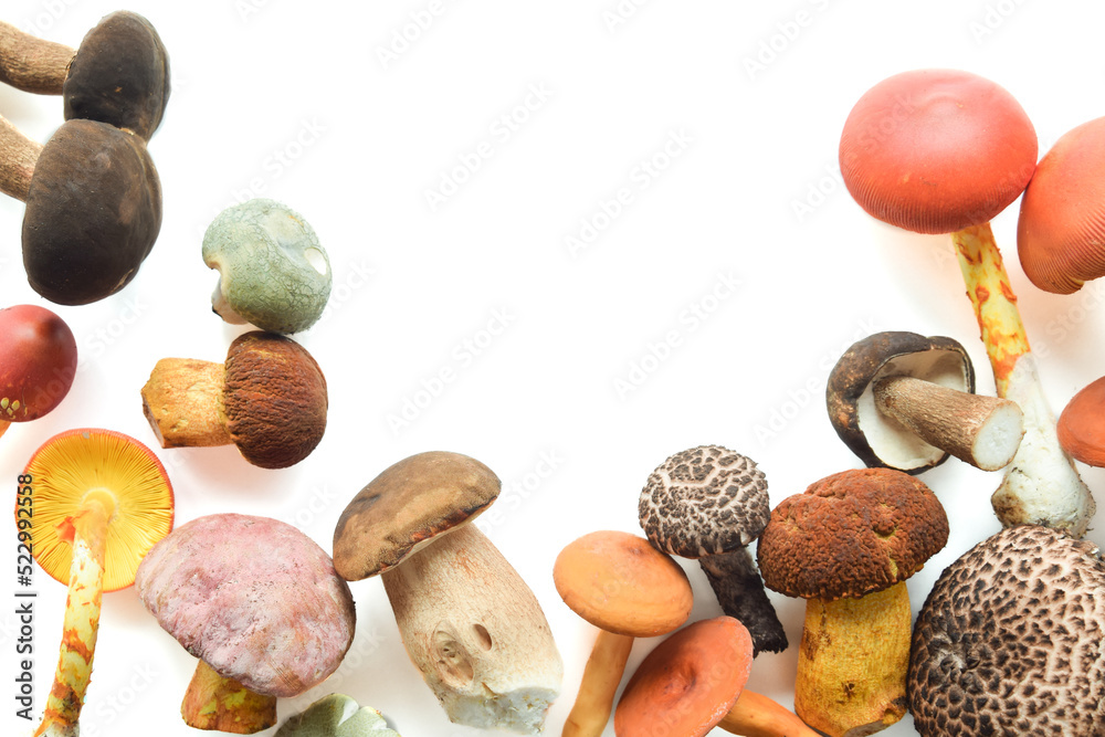 多種類な夏の野生キノコ Stock Photo | Adobe Stock