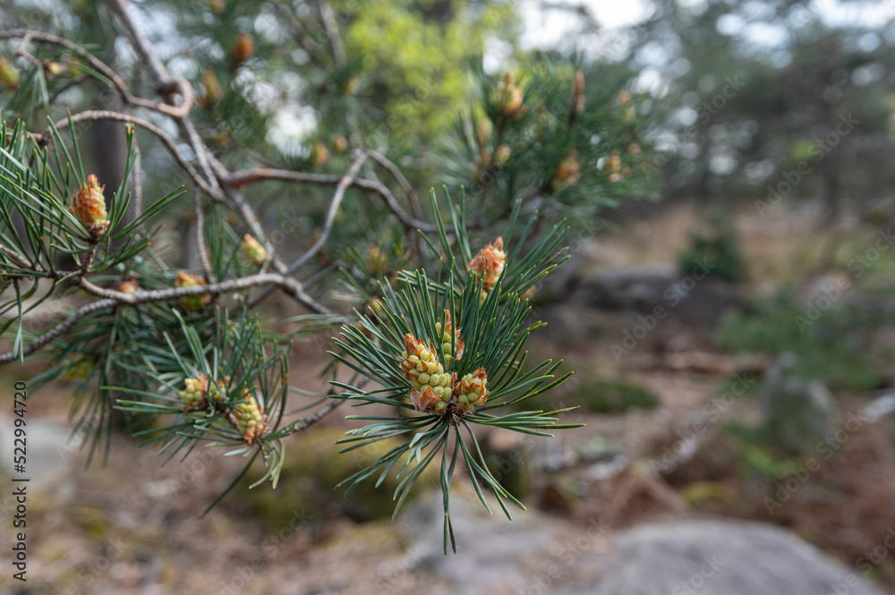Pinus uncinata - Bog pine - Pin à crochets - Pin de Briançon, Promenade ...