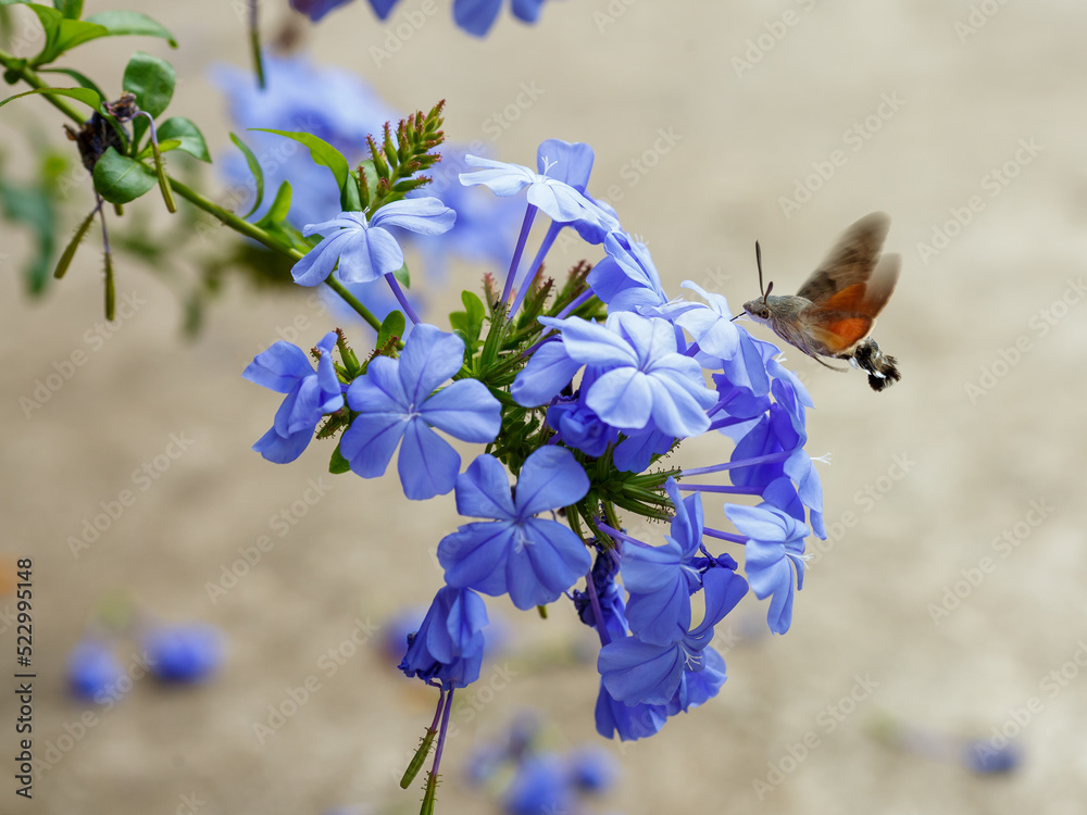 Hawk ( lat. Sphingidae ) on blue flowers of Cape pig or Plumbago ...