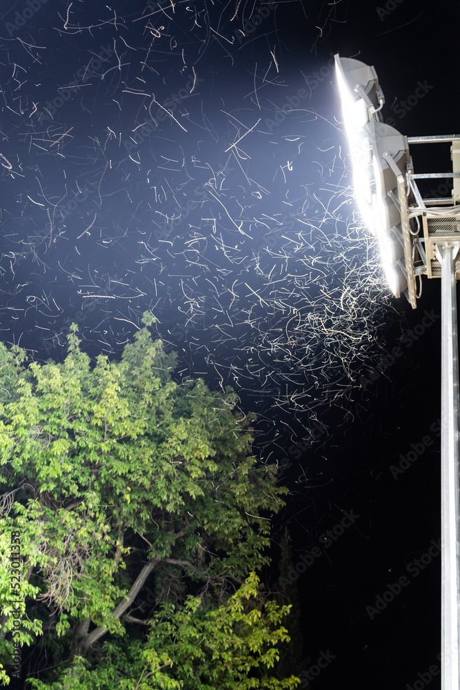 Long exposure. Swarm of insects and mosquitoes around the lamp of an ...