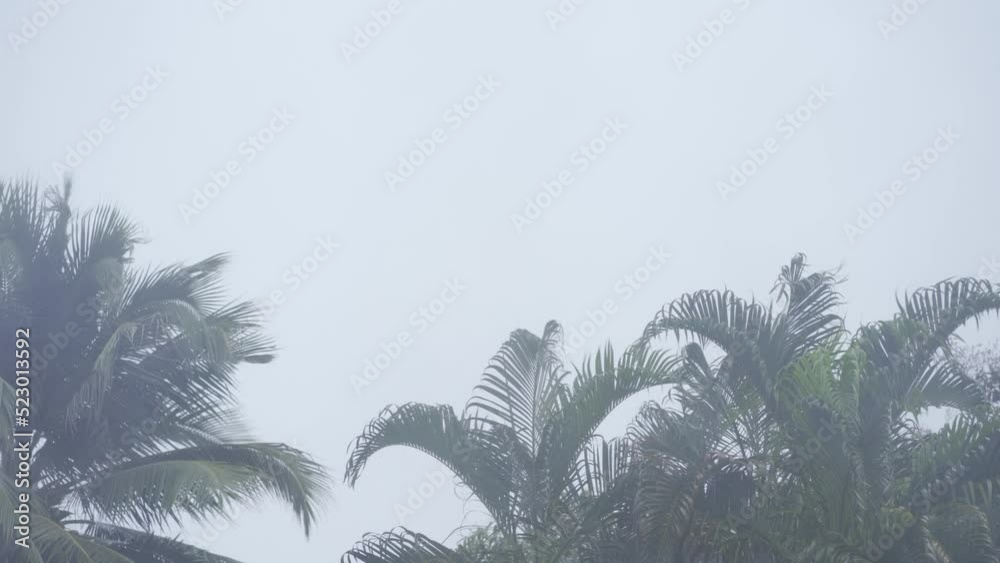 Tropical treetops topple in extreme weather conditions. Monsoon winds ...