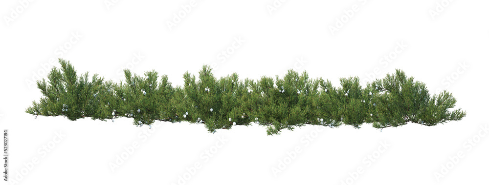 Shrubs and plants on a transparent background Stock Illustration ...