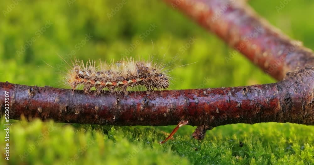 Yellow tail moth (Euproctis similis) caterpillar, goldtail or swan moth ...
