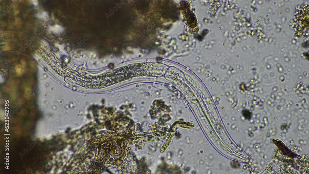 microorganisms and soil biology, with nematodes and fungi under the ...