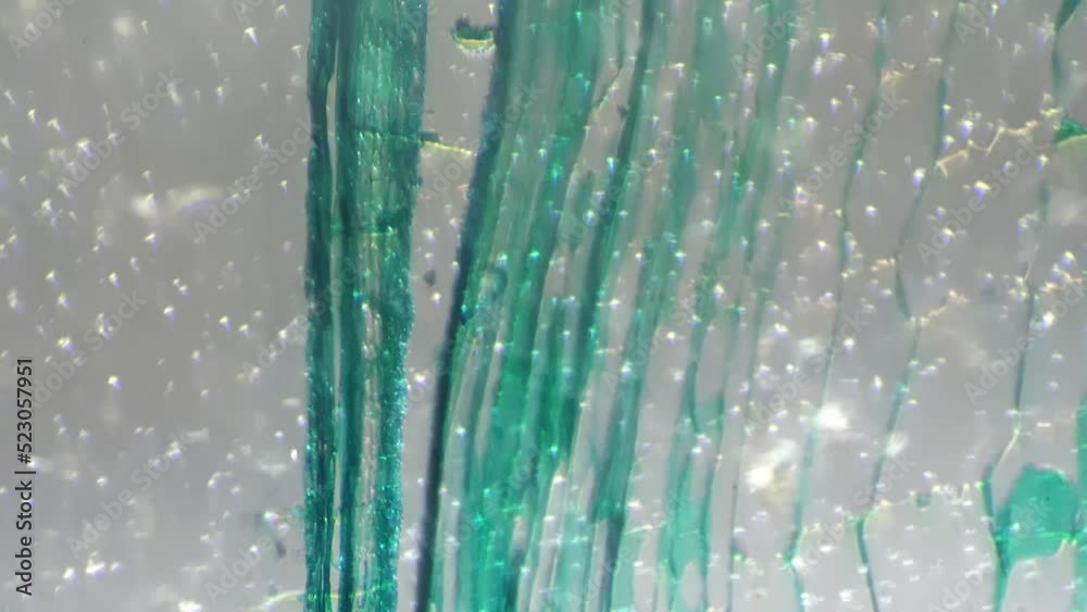 Slide of stem of cucurbita moschata under microscope magnified in 100 ...