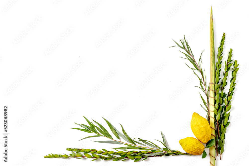 Jewish holiday of Sukkot. Traditional symbols (The four species): Etrog ...