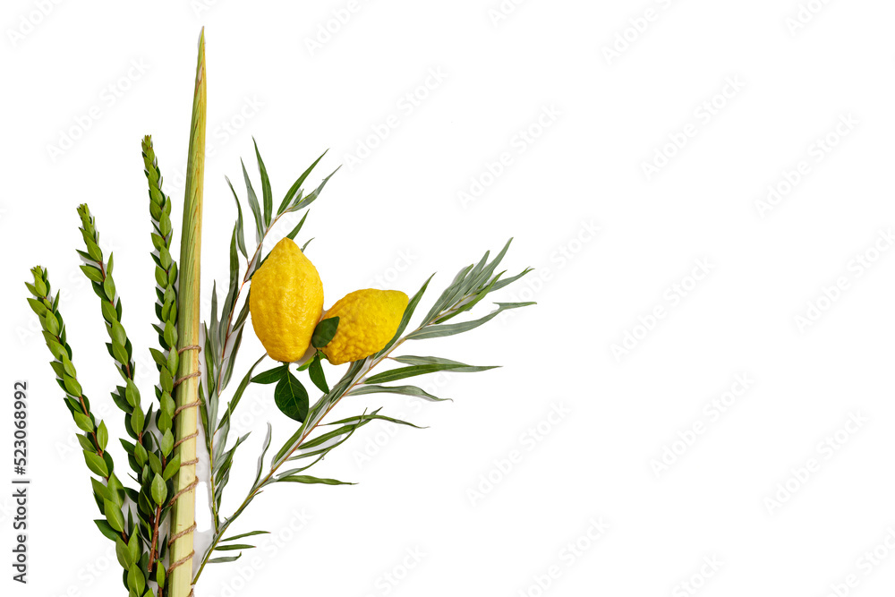 Jewish holiday of Sukkot. Traditional symbols (The four species): Etrog ...