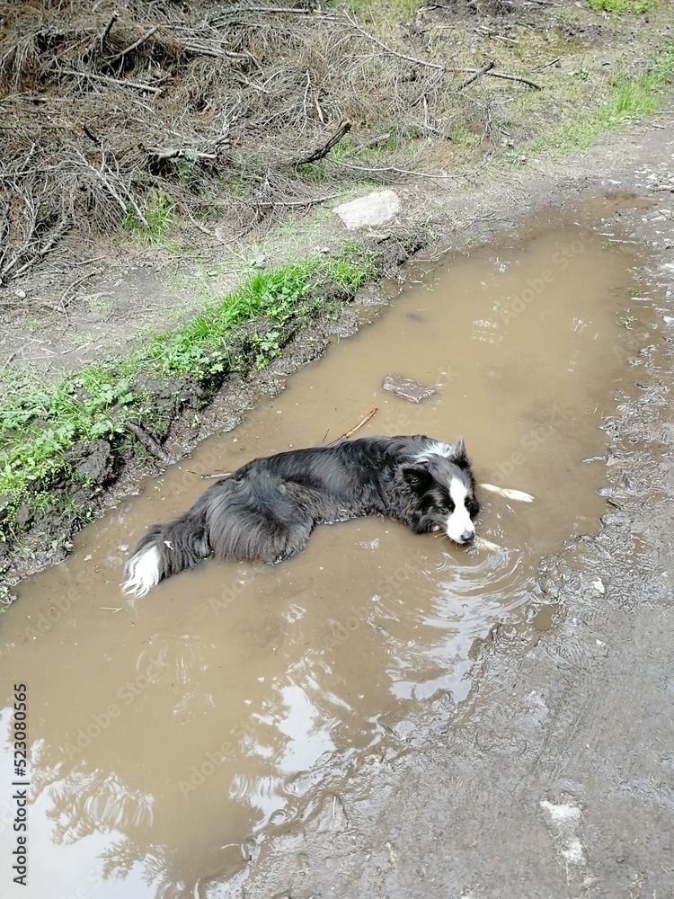 cute dog border collie is taking a muddy bath in puddle pool full of ...