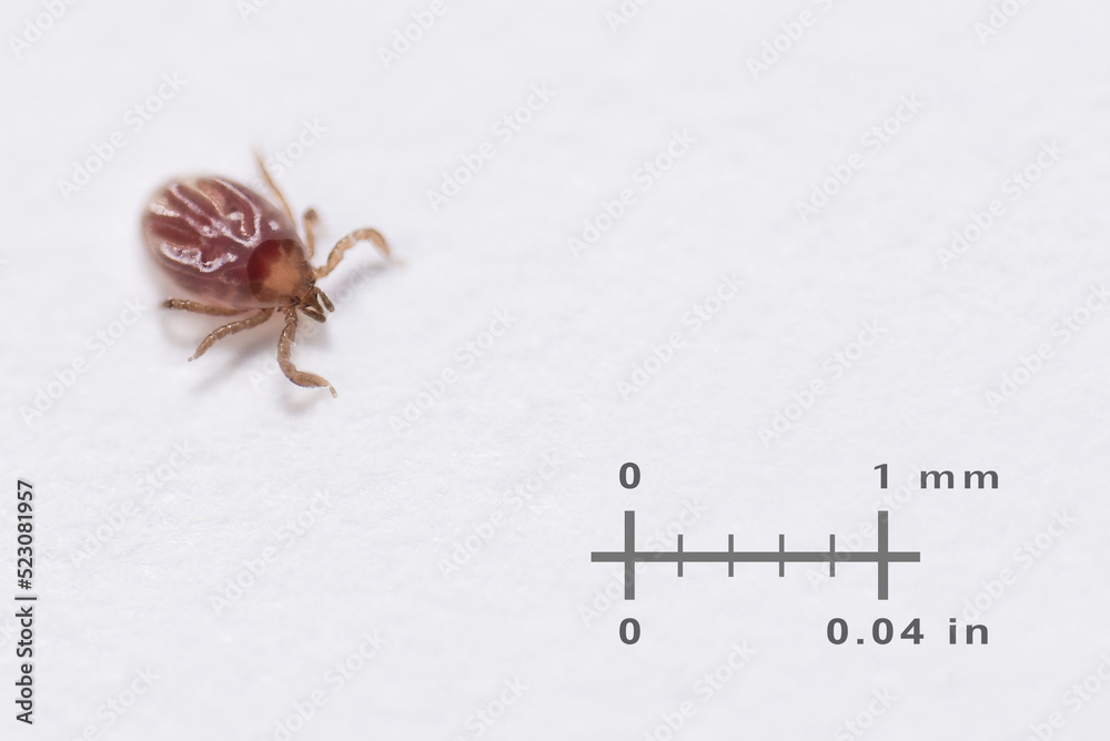 Very Small Deer Tick With Measuring Scale On White Background Ixodes Ricinus Or Scapularis