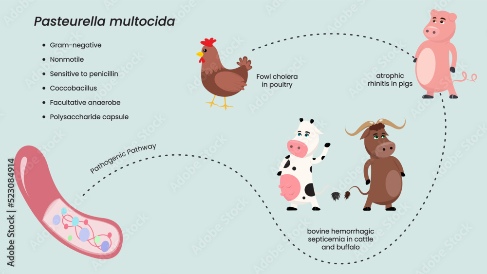 Pasteurella Multocida Bacterial Pathogenic Pathway Stock Vector | Adobe ...