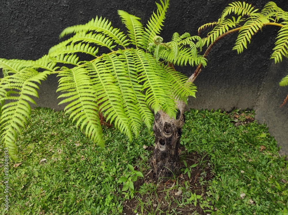 Foto de Cyathea cooperi, also known as the scaly tree fern, thrives and ...