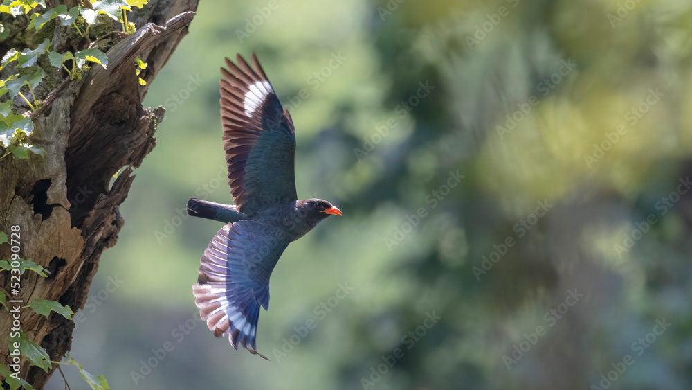 파랑새, 새가 날다, 고목, 육추, broad-billed roller, brooding, Bluebird, bird fly ...
