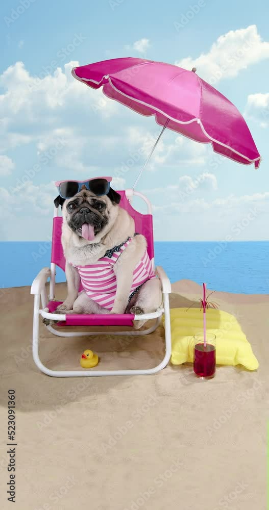 Funny, cute pug dog in a swimsuit on the beach under the sun umbrella ...
