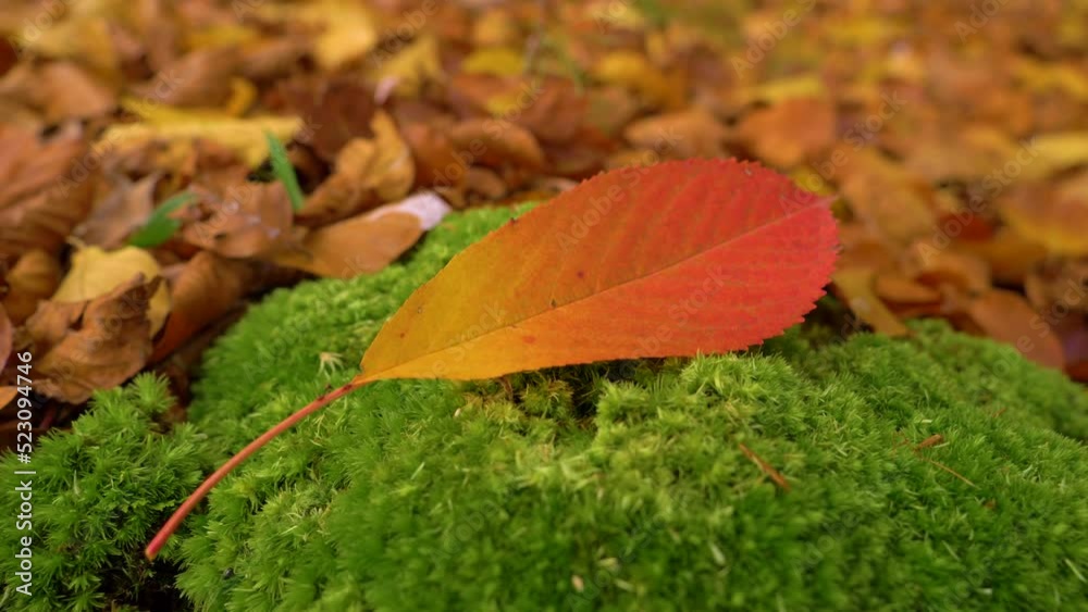 CLOSE UP: Beautifully colored autumn tree leaf resting on vivid green ...