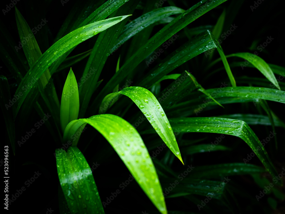 Fresh Green Pandan leaf on dark black background.raw food plant tree of ...