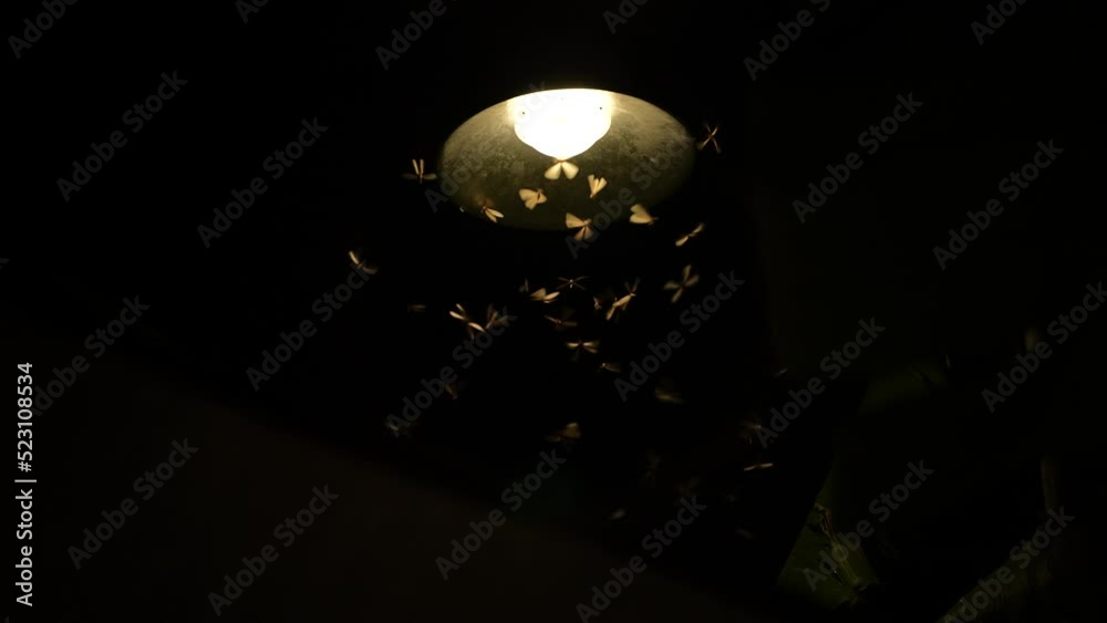 Video „slow motion of mayfly insect using a wing to fly with lantern ...