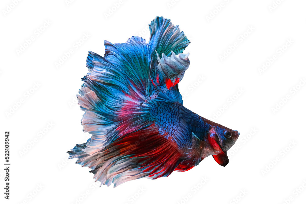 Blue and red color siamese betta fish or splendens fighting fish in ...