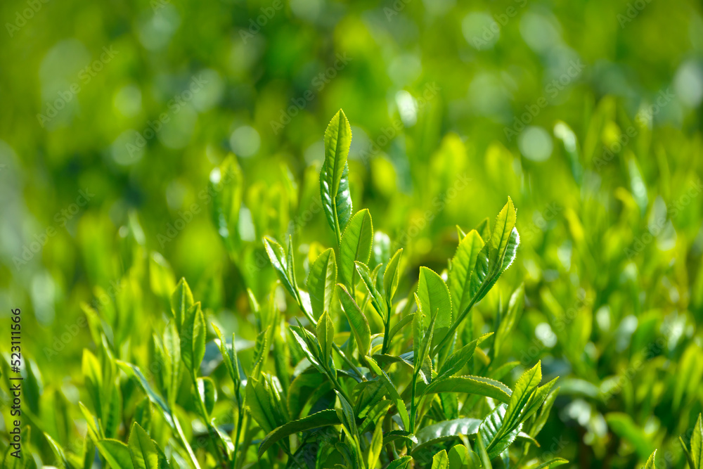 Young and tender leaves of the green tea plant (Camellia sinensis) in ...