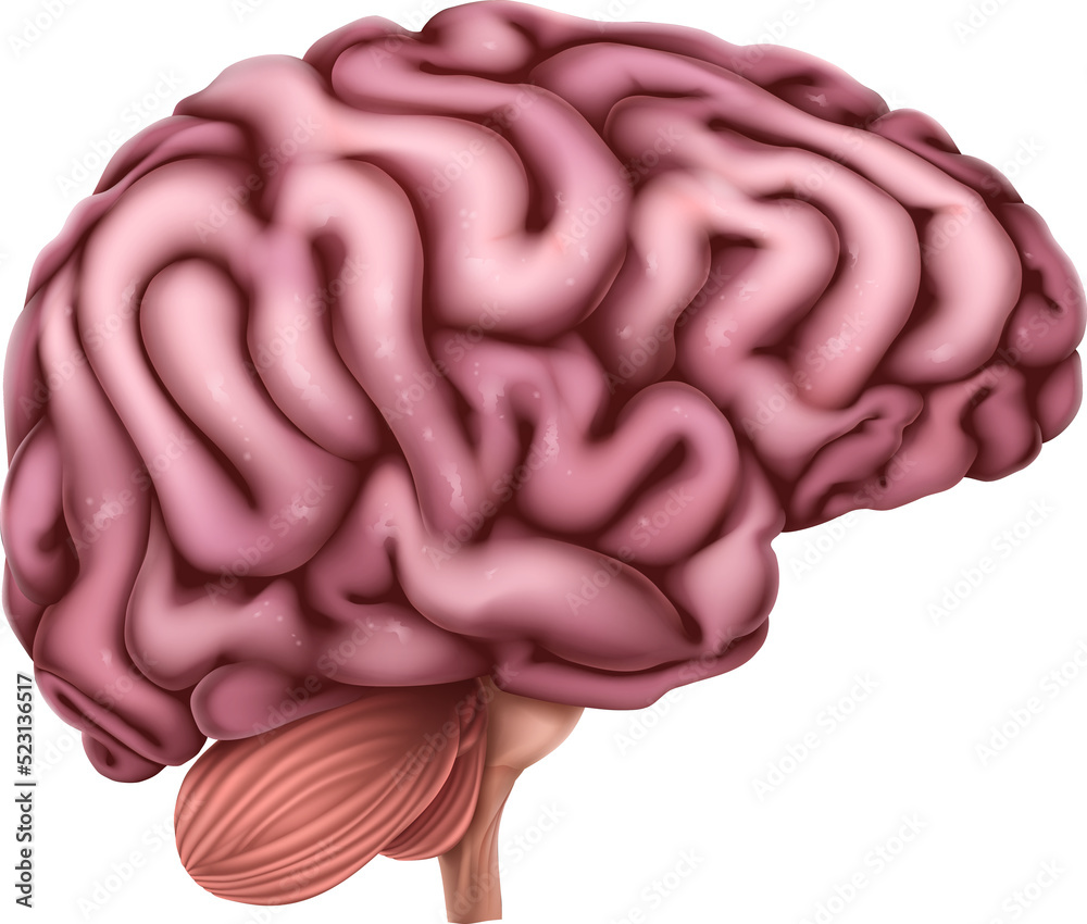 Human brain internal organ. Educational anatomy medical illustration ...