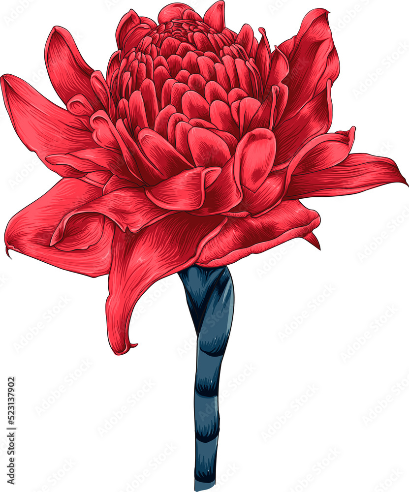 Torch ginger flowers drawing transparency background.Floral object ...