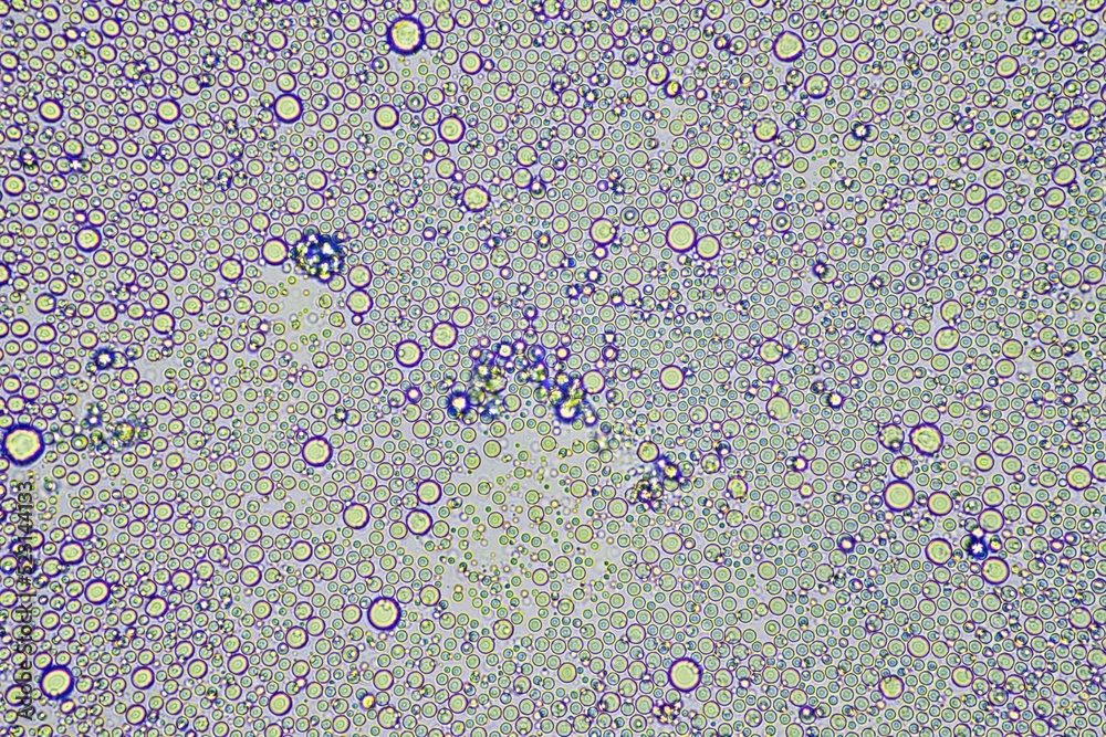 human breast milk under the microscope Stock Photo | Adobe Stock