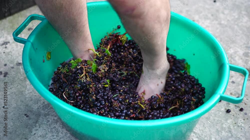 Grape-treading or grape-stomping in traditional winemaking. Senior ...
