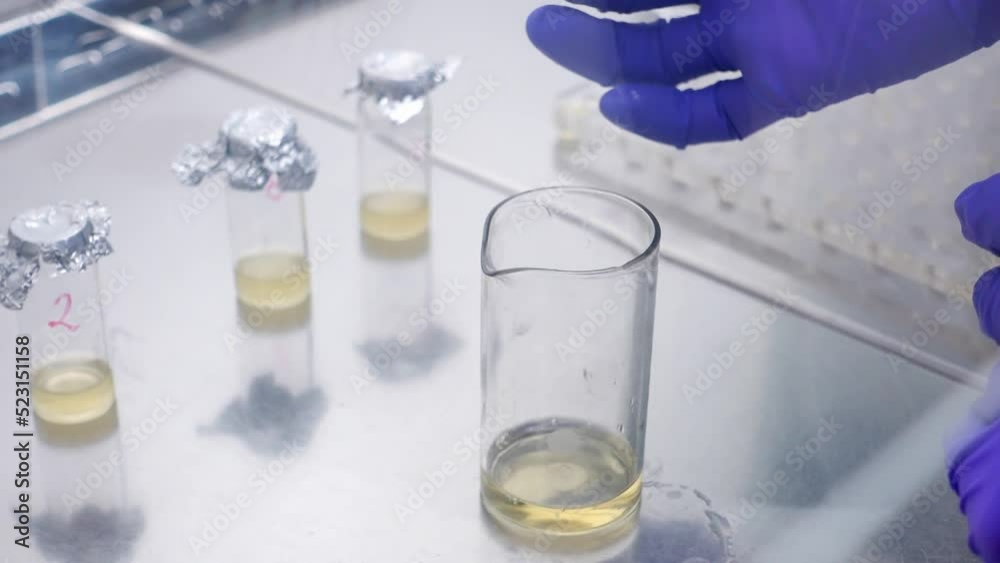 A scientist pours a culture of bacterial cells in liquid form into a ...