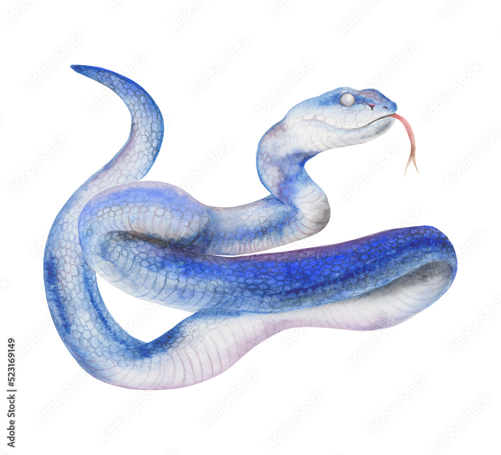 Blue snake isolated on white background. Watercolor illustration of ...