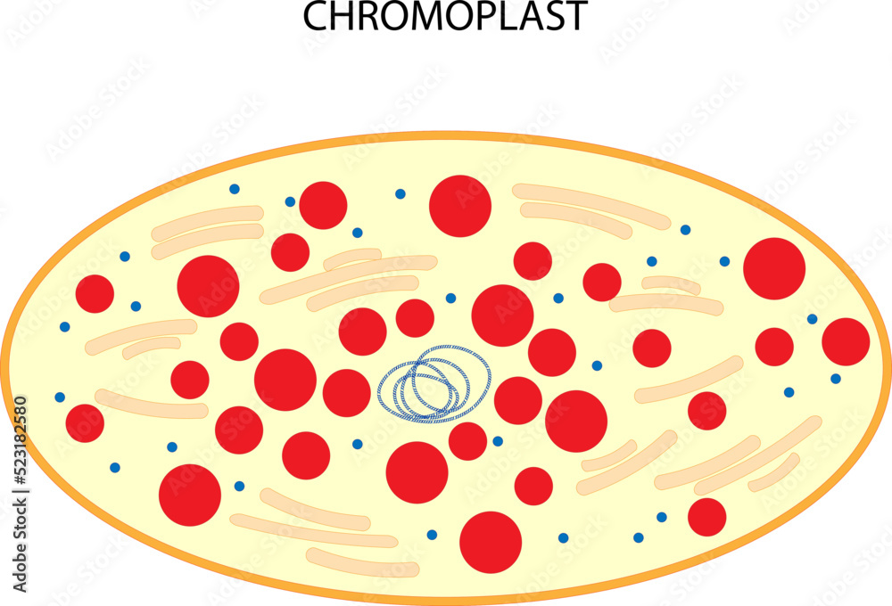Chromoplast Under Microscope