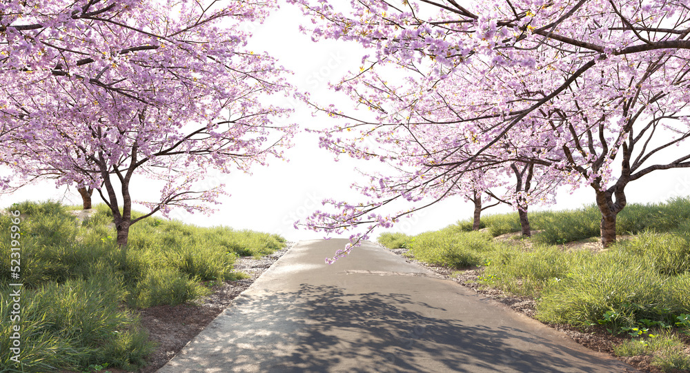 Sakura trees along a road clipping path cherry blossom trees on the ...