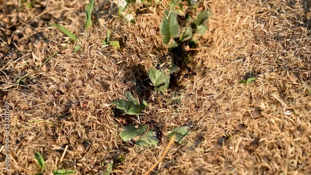 Many ants on an ant hill in nature. Ant colony in the field. Army of ...