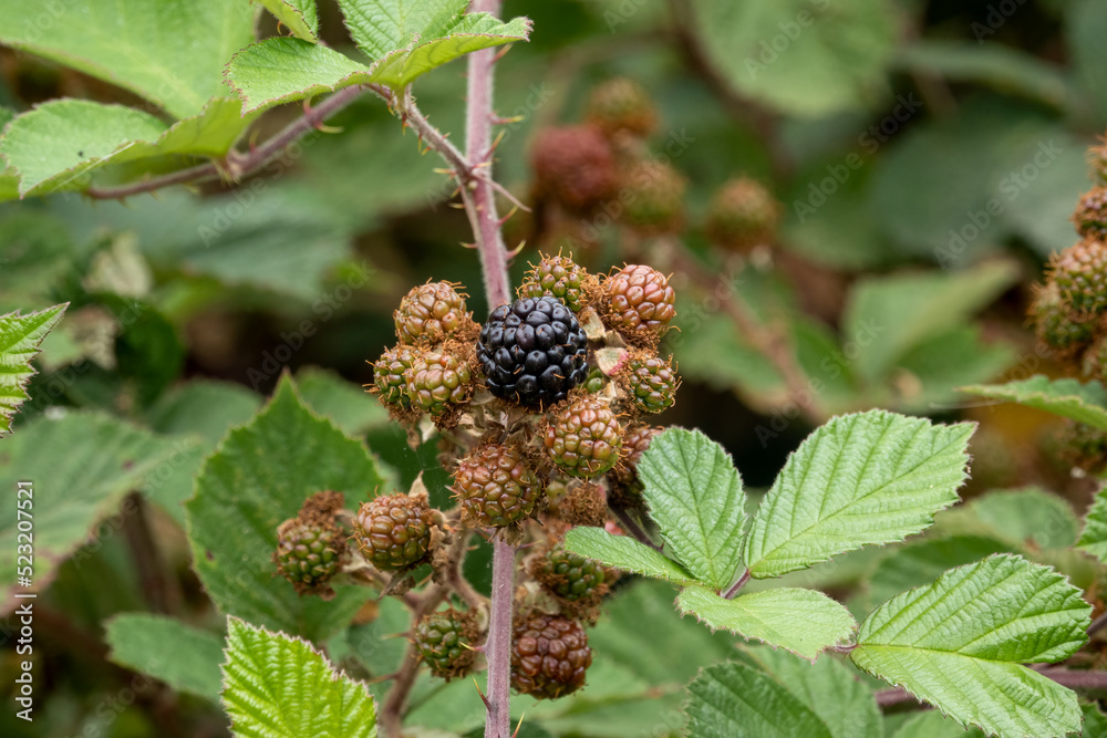 detailed close-up of a ripe common blackberry, bramble (Rubus ...