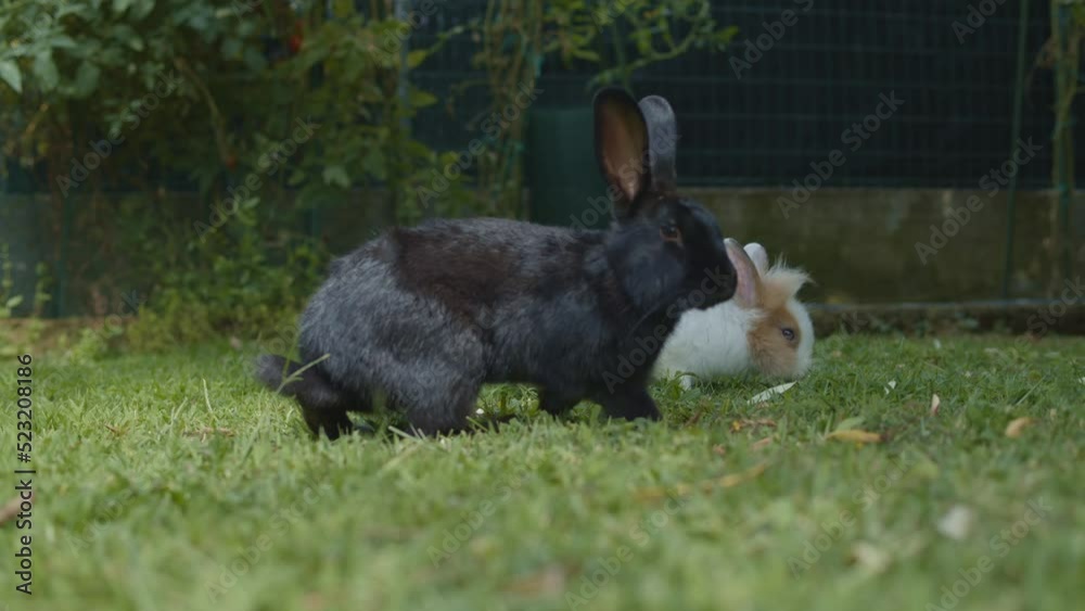Two little rabbits are hopping on a garden. A black and a white rabbit ...